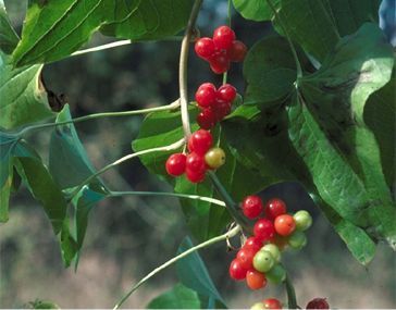 Untul pamantului - VIVANATURA